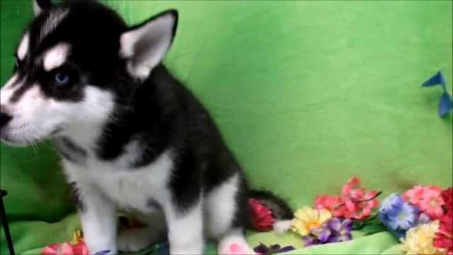 Meng pet husky: playing the high second small ha - Watch HD Video ...