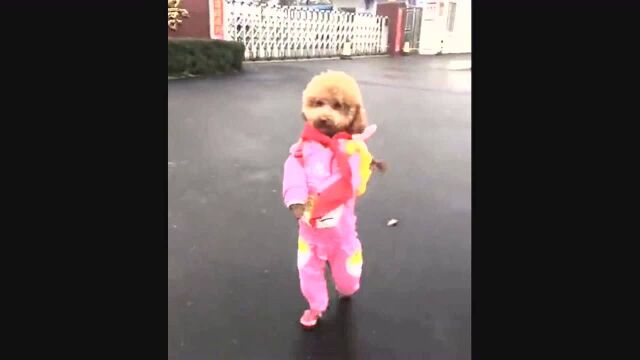 On walking upright to take Teddy, on dressing taste or Teddy - Watch HD ...