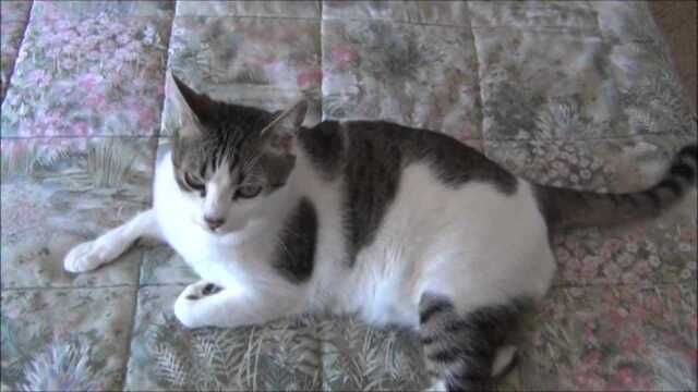 The cat strongly refuses to let the owner touch its face. - Watch HD ...