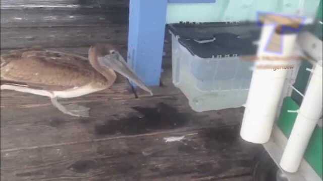 This big stupid bird looks at the fish in the plastic box, but wants to ...