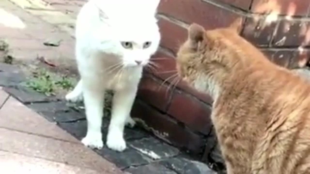Cats alley corners meet love, see how cats pick up girls! - Watch HD ...