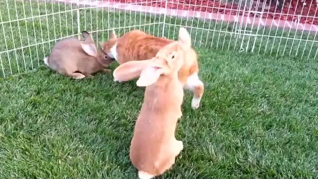 I saw the rabbit and put the cat in it: Rabbit, let us be friends! The ...