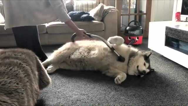 A siberian husky who knows how to enjoy, this fat is about to go ...