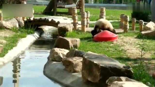 Baby Panda: I can't control my power of the wild, be careful! - Watch ...