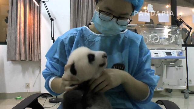 Panda bears drink bottle of milk in the arms of the nurse - Watch HD ...