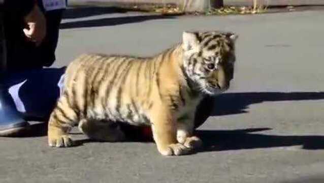 Super cute short-legged tiger! How cute baby tiger so lovely, - Watch ...