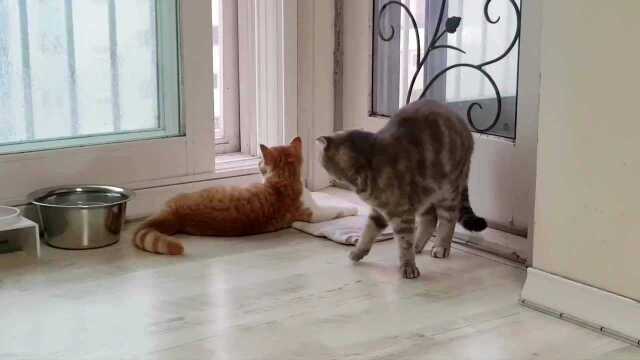 The gray cat wants to fall in love with the orange cat, and the result ...