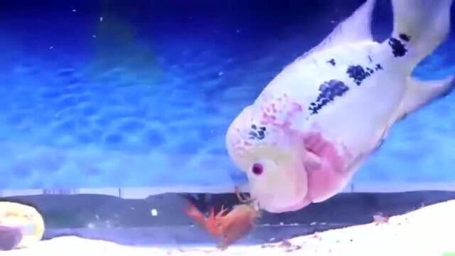 Flower Luo Han fish spike crayfish, crayfish did not fight back ...