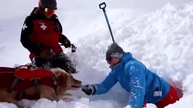 Jin Mao saved people from madly digging snow, and finally dug a living ...