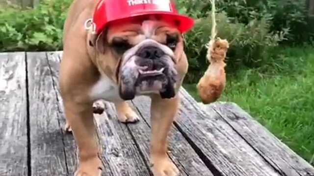 The master is trying to challenge the strength of the French Bulldog ...