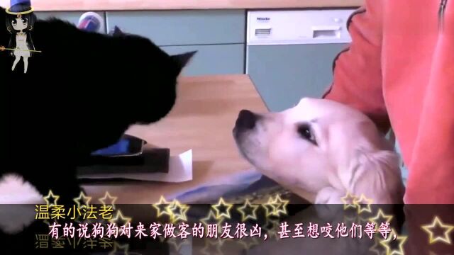 Many people think that pets are troublesome. I like to stay in the room ...