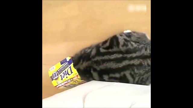 เม้งระเบิด! กล่องเจาะแฟนซีแมวอ้วนน่ารักไม่เป็นที่ยอมรับ - ชมวิดีโอ ...