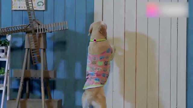 The cat and dog wars are fierce and fierce, and the battle for cute ...
