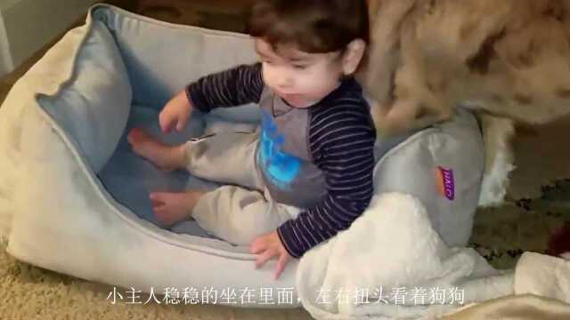 The place where the baby and the dog snatched the bed, the poor dog ...