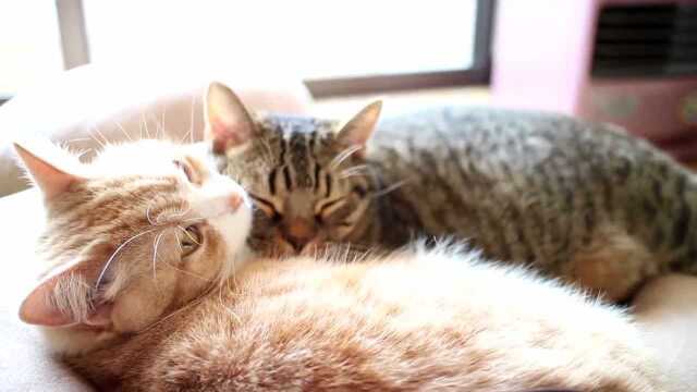 Two cats are good friends, or a loving couple, watching the ...