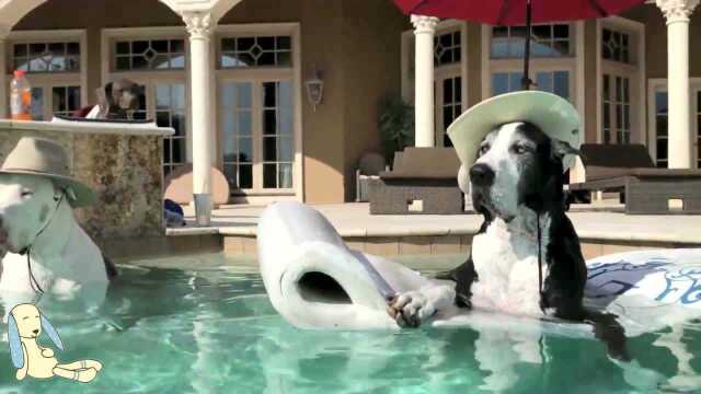 The hilarious dog video either wants to become a stray dog or travel ...