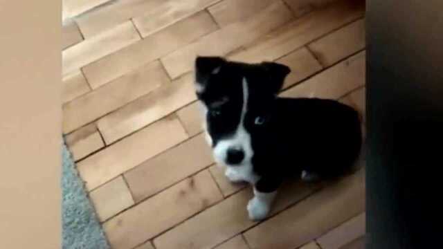 Xiao Meng pet dog's daily life, with big dogs spoiled - Watch HD Video ...