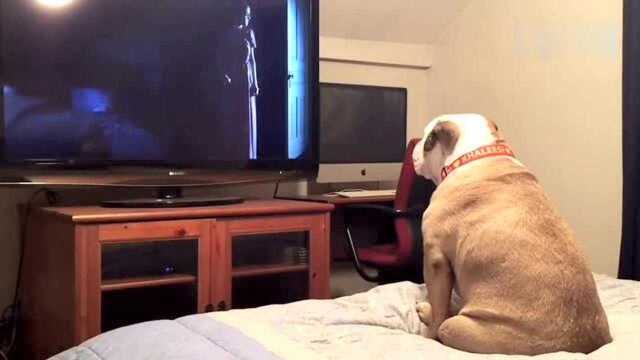 Dog watching horror movie - Watch HD Video Online - iflix