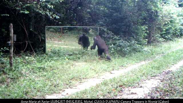 A chimpanzee encounters a mirror in the forest and is scared by his own shadow. - Watch HD Video ...