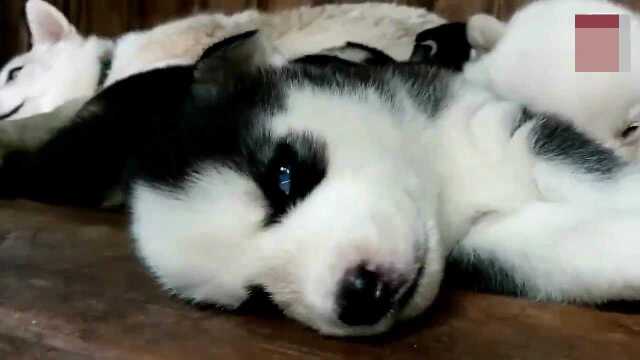 กลุ่มของ Huskies ตัวแรกเกิด แต่เจ้าของชอบ - ชมวิดีโอออนไลน์ คุณภาพระดับ ...