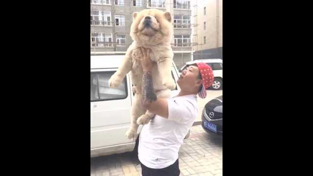 Hold the Chow Chow dog, hold the Labrador, shovel the eunuch, you are ...